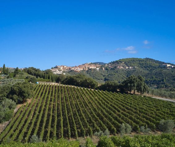 Toscane | Suvereto en Val di Cornia - www.winebusiness.nl